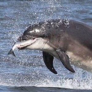 Dolphin Hunting Tactics Inspire New Radar System - ZergNet