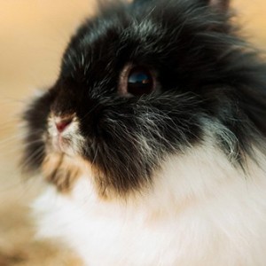 18 Fluffy Bunnies That Are Just Too Cute to Handle - ZergNet