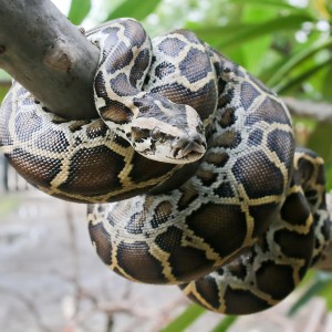 Burmese Python And Alligator Wrestle in Big Cypress Swamp - ZergNet