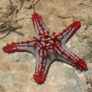 Starfish Dying at Alarming Rates - ZergNet