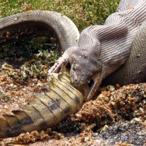 A Snake Swallows a Crocodile Whole - ZergNet