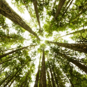 Trees Make Noise When They Are Thirsty - ZergNet