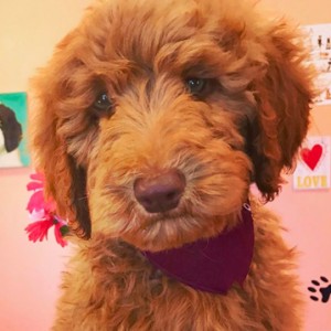 Steph Curry Dropped $3800 on his Adorable new Puppy - ZergNet