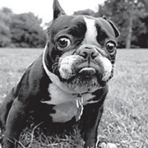 8 Life Lessons I Learned From My Dogs - ZergNet