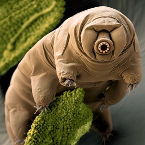 Incredibly Resilient Animals That Can Survive Almost Anything - ZergNet