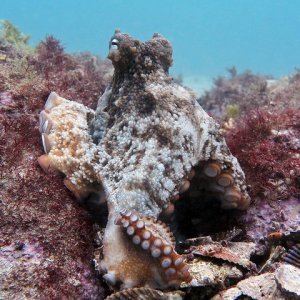 A Look Inside the Newly Discovered City Built by Octopuses - ZergNet