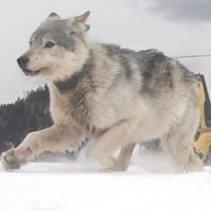 Why Hungry Wolves Were Air-Dropped Into This National Park - ZergNet