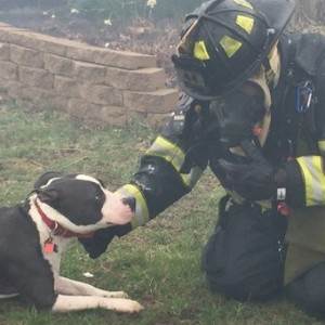 Hero Pit Bull Credited With Saving His Human's Life During Fire - ZergNet