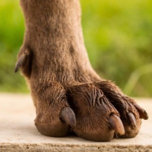 What You Need To Know About Your Dog’s Dewclaws - ZergNet