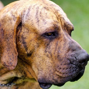 14 Dog Breeds Most Likely To Survive The Apocalypse - ZergNet