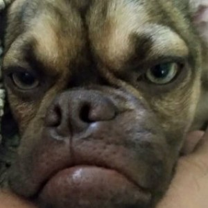 Grumpy Puppy Becomes Internet Sensation, Still Won’t Smile - ZergNet