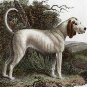 7 Extinct Dog Breeds You've Gotta See to Believe - ZergNet