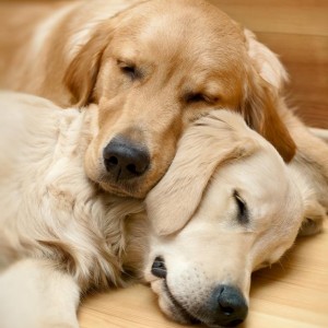 4 Major Benefits of Having Two Dogs - ZergNet