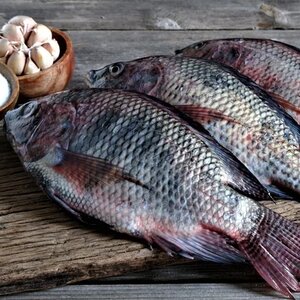 The Truth About Tilapia - ZergNet