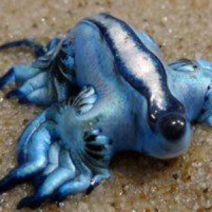 Tiny Real-Life 'Dragon' Makes A Stunning Rare Appearance - ZergNet