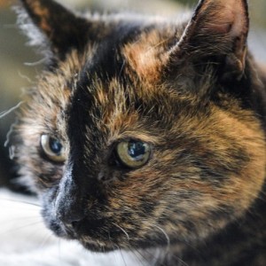 Tilly is the Most Rejected Cat in Britain - ZergNet